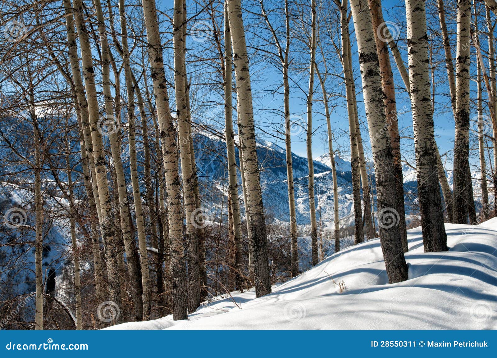 Winter mountain forest stock image. Image of mountain - 28550311