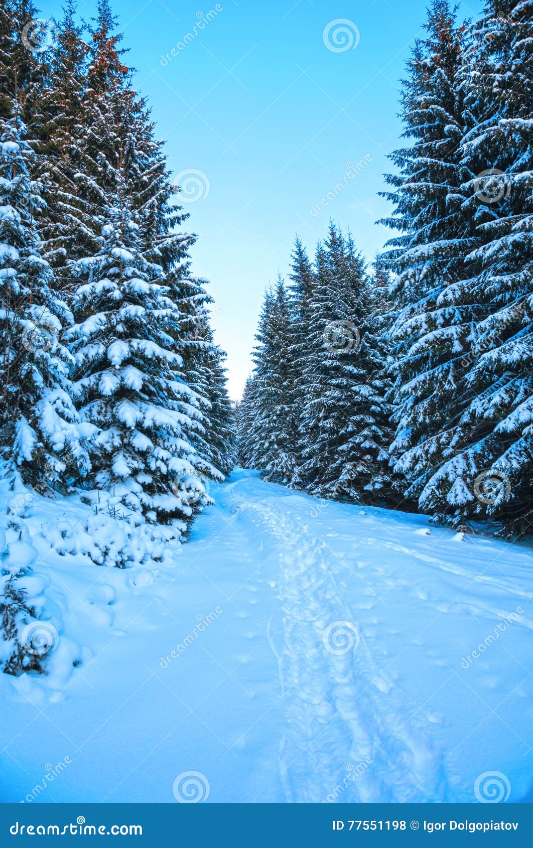 Winter mountain forest. stock photo. Image of outdoor - 77551198