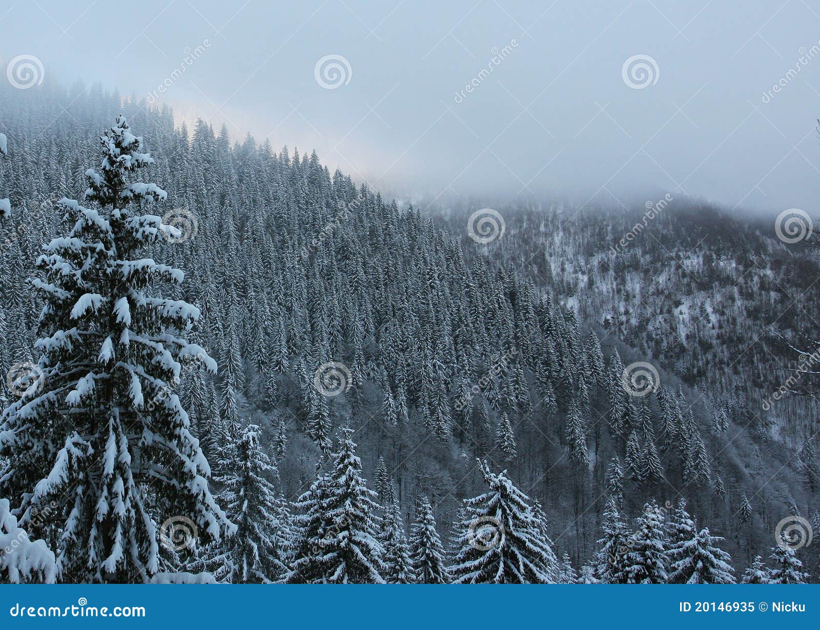 Winter Mountain Forest Landscape Stock Image - Image of winter, trees ...