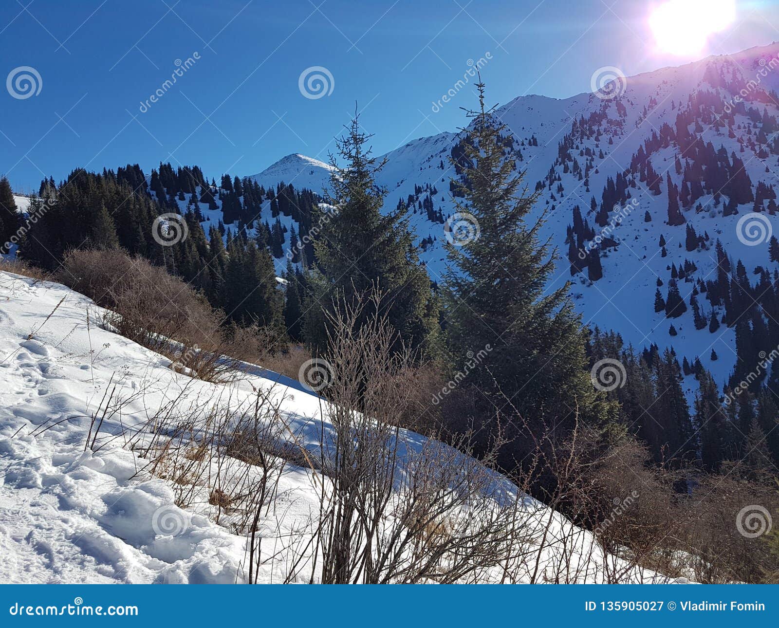Winter in the Mountain Forest. Stock Image - Image of blue, fresh ...