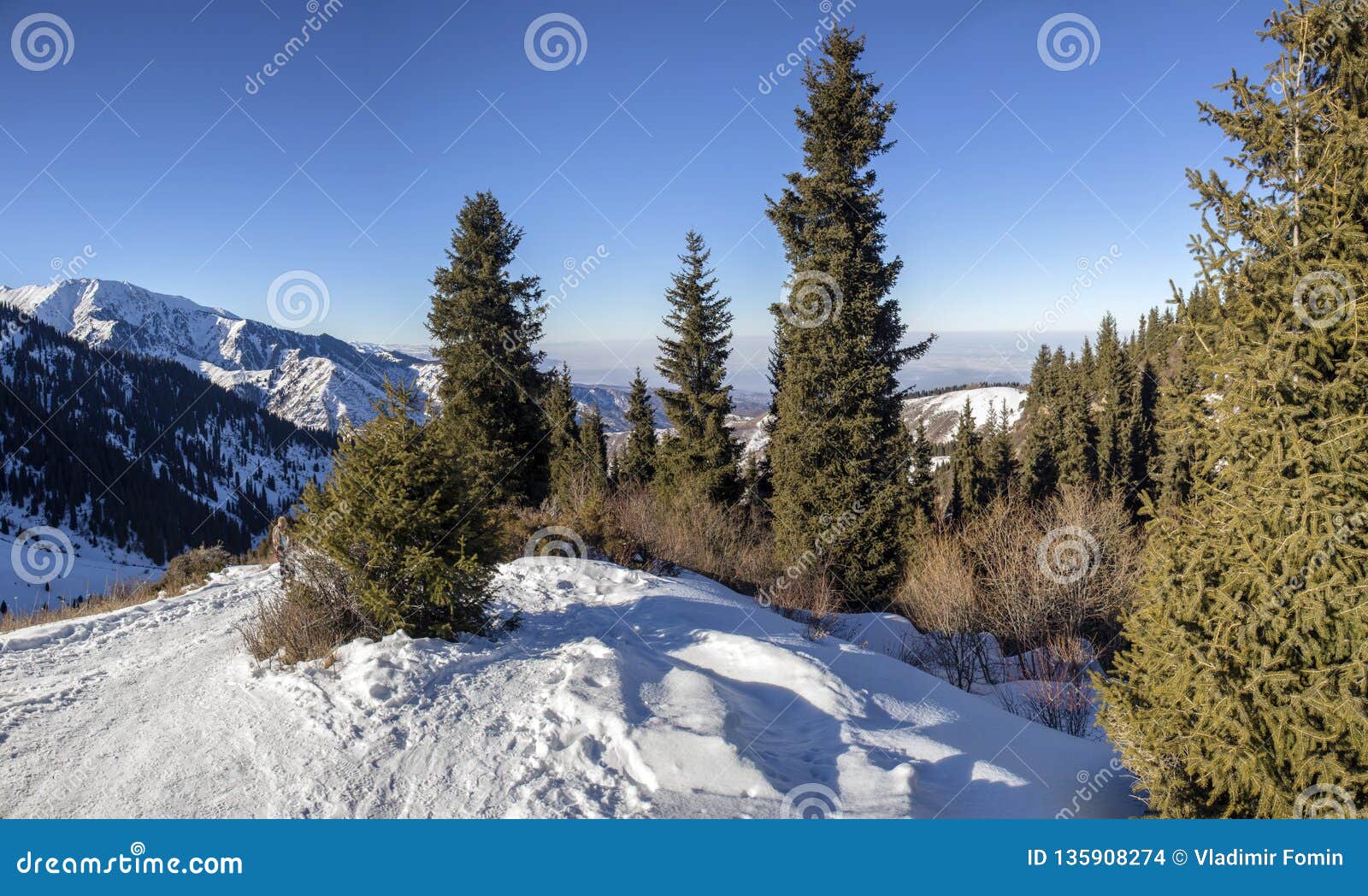 Winter in the Mountain Forest. Stock Photo - Image of blue, light ...