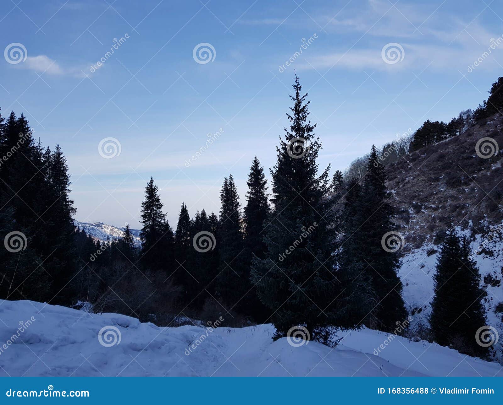 Winter in the Mountain Forest. Stock Photo - Image of forest, white ...