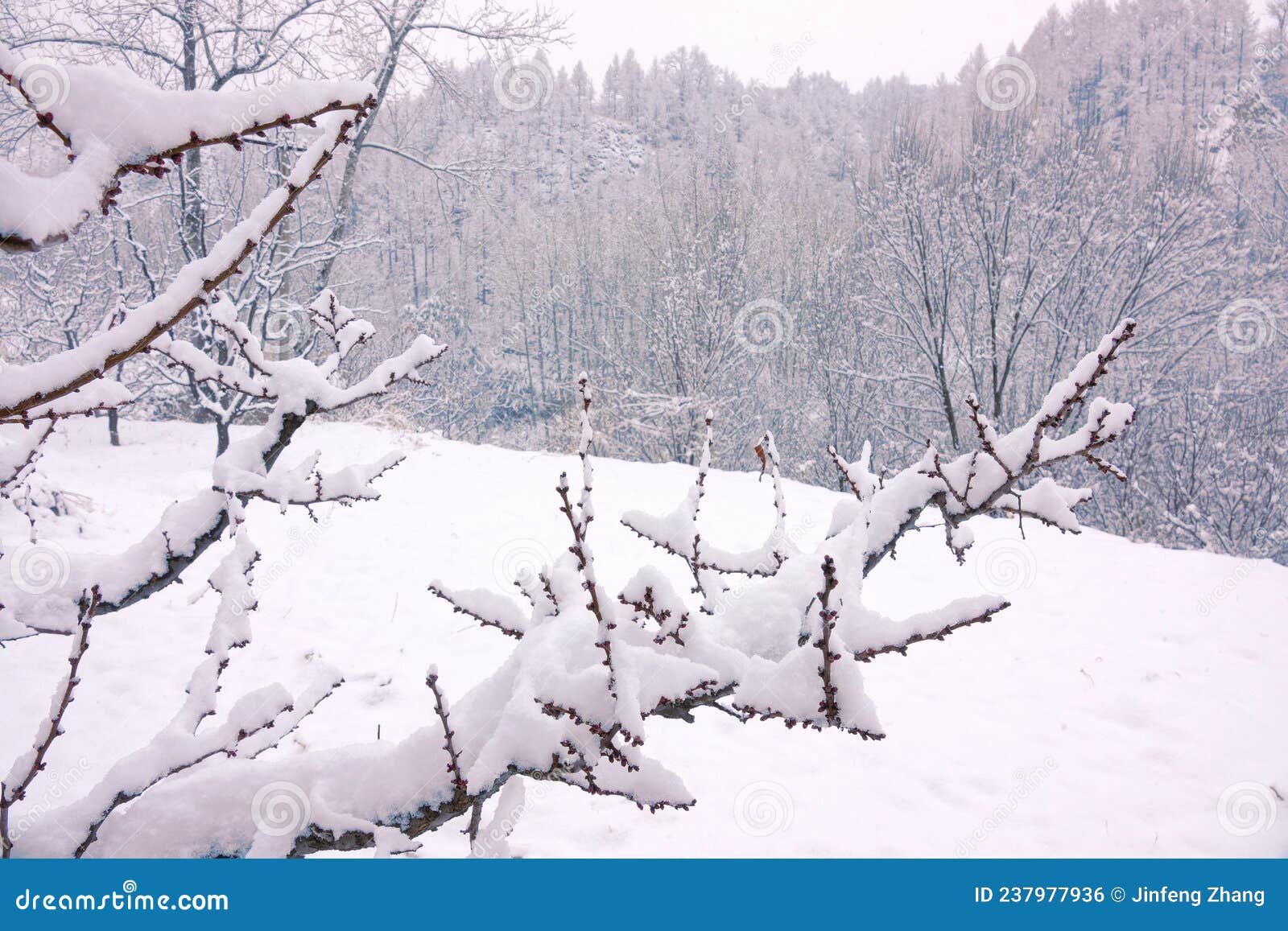 Winter mountain forest stock photo. Image of nature - 237977936