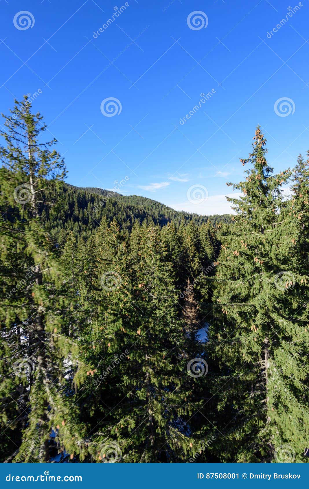 Winter mountain forest stock image. Image of landscape - 87508001