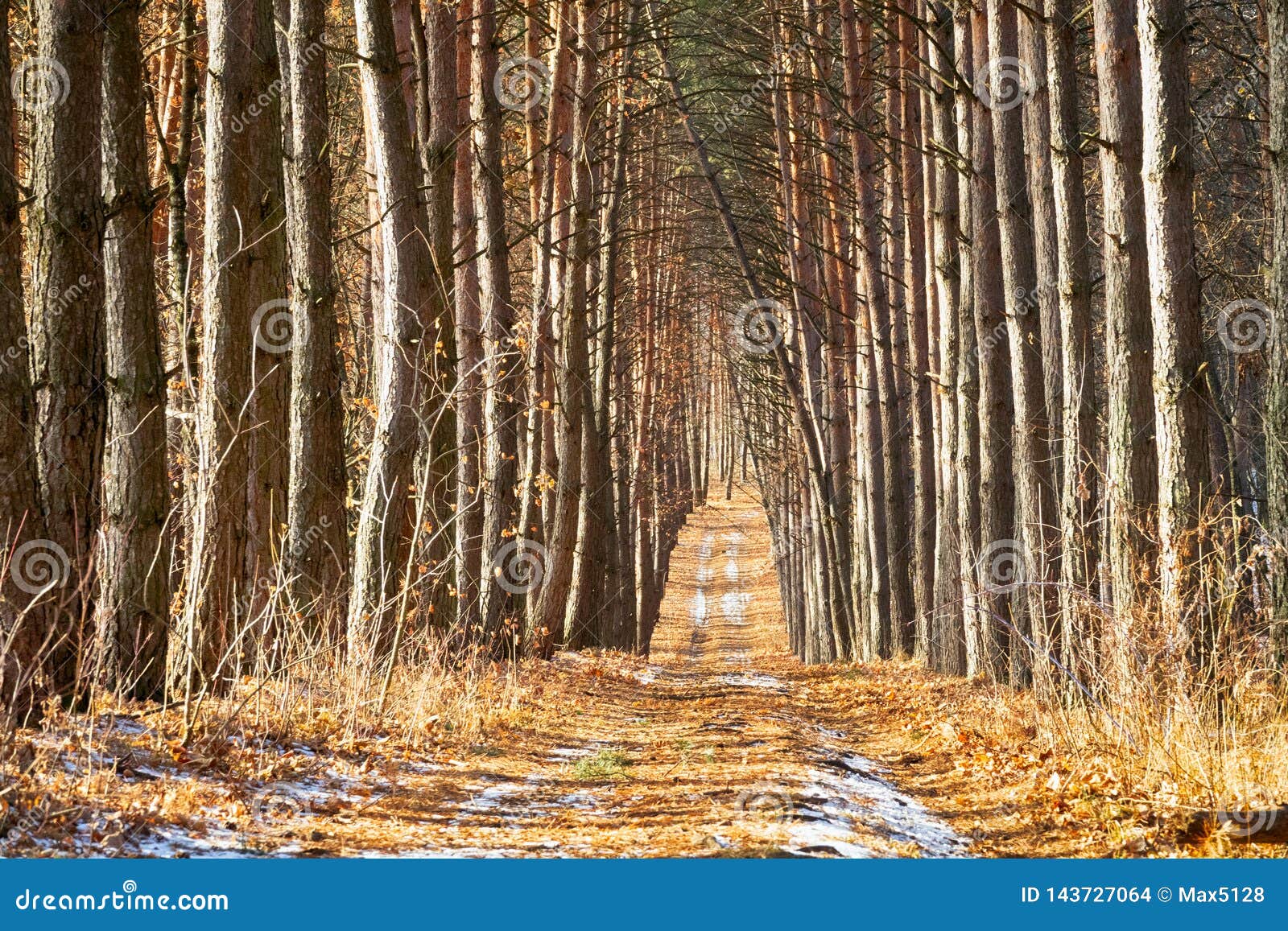 Winter in a Mountain Forest of Pines and Maples Stock Photo - Image of ...