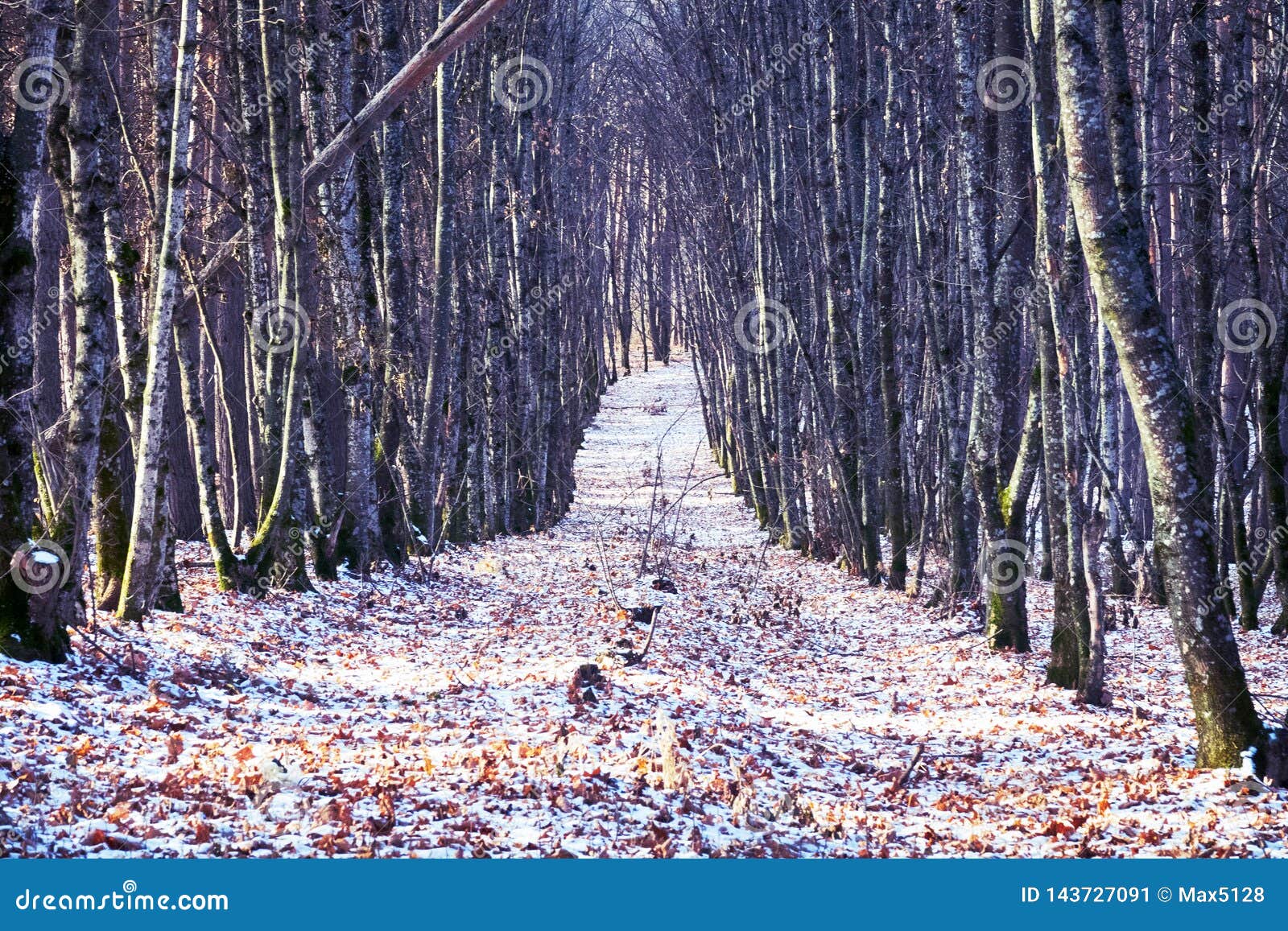 Winter in a Mountain Forest of Pines and Maples Stock Image - Image of ...