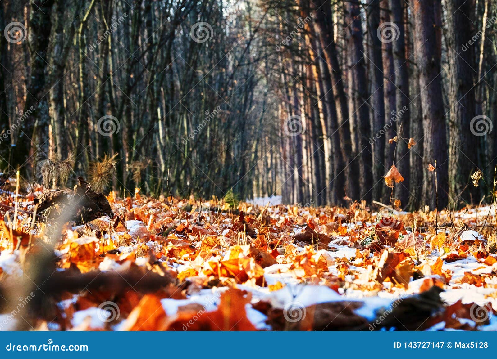Winter in a Mountain Forest of Pines and Maples Stock Image - Image of ...
