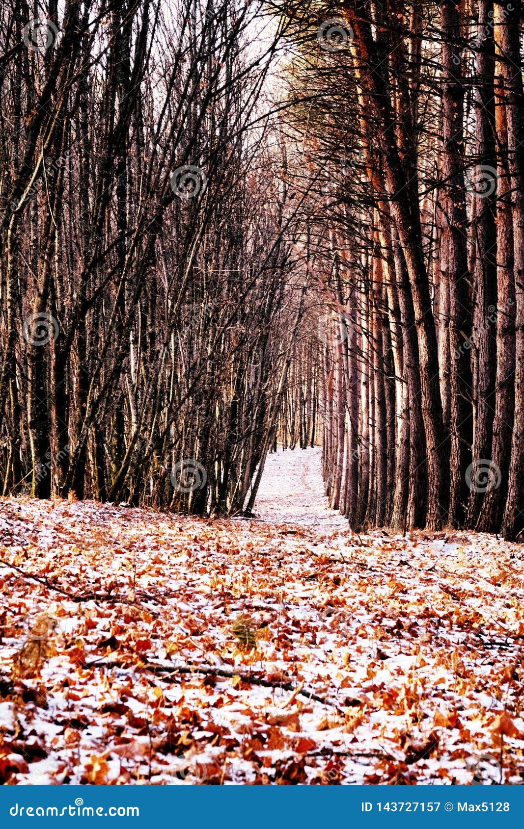 Winter in a Mountain Forest of Pines and Maples Stock Image - Image of ...