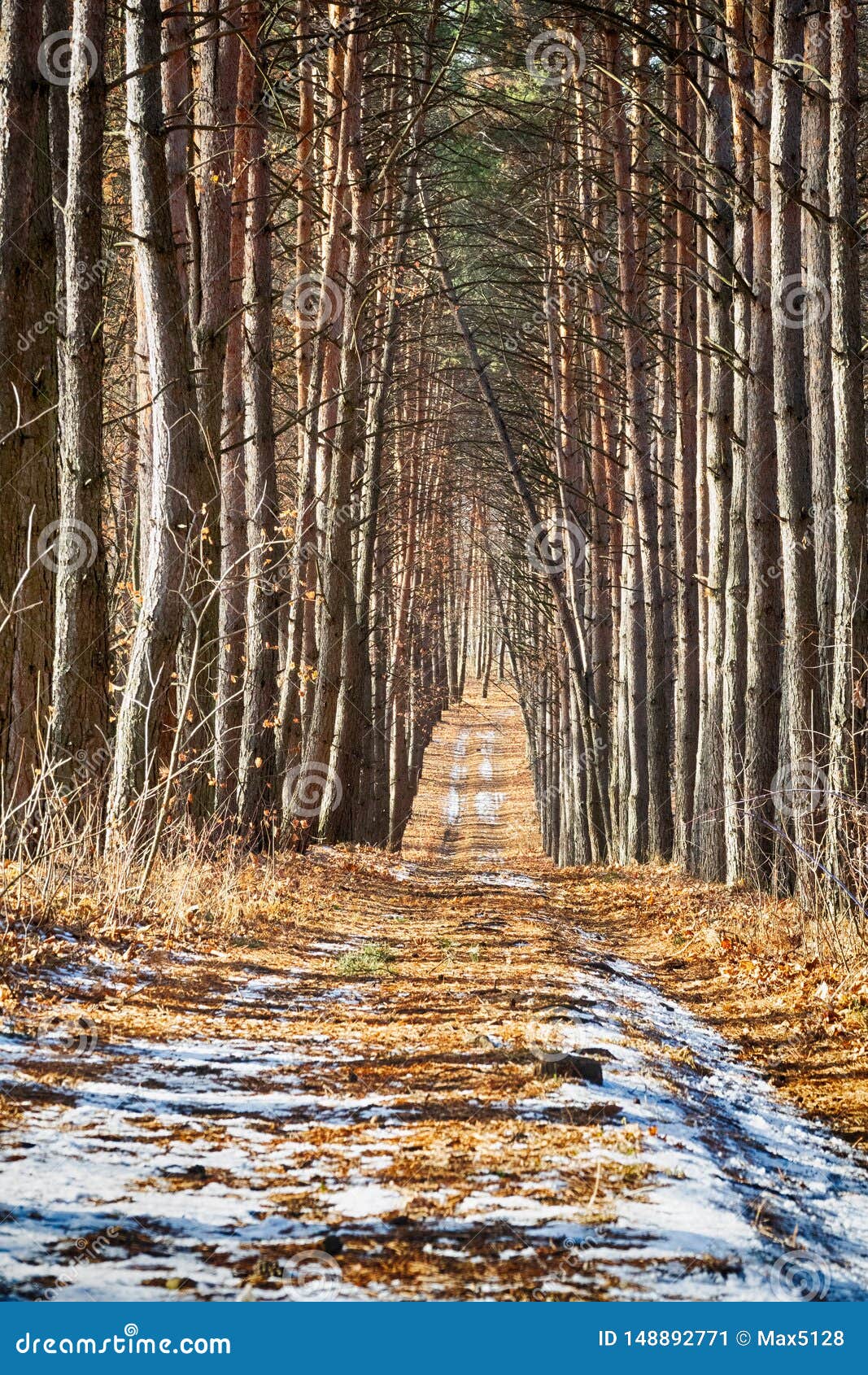 Winter in a Mountain Forest of Pines and Maples Stock Image - Image of ...