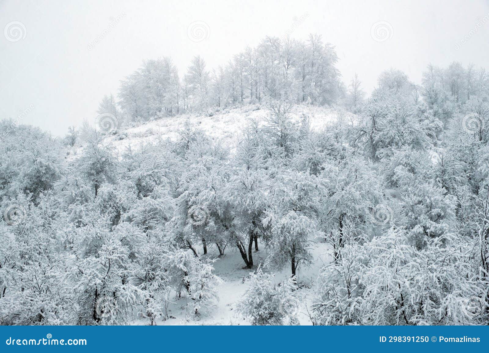Winter Mountain Garden, a Trees Covered with Fresh Snow Stock Photo ...