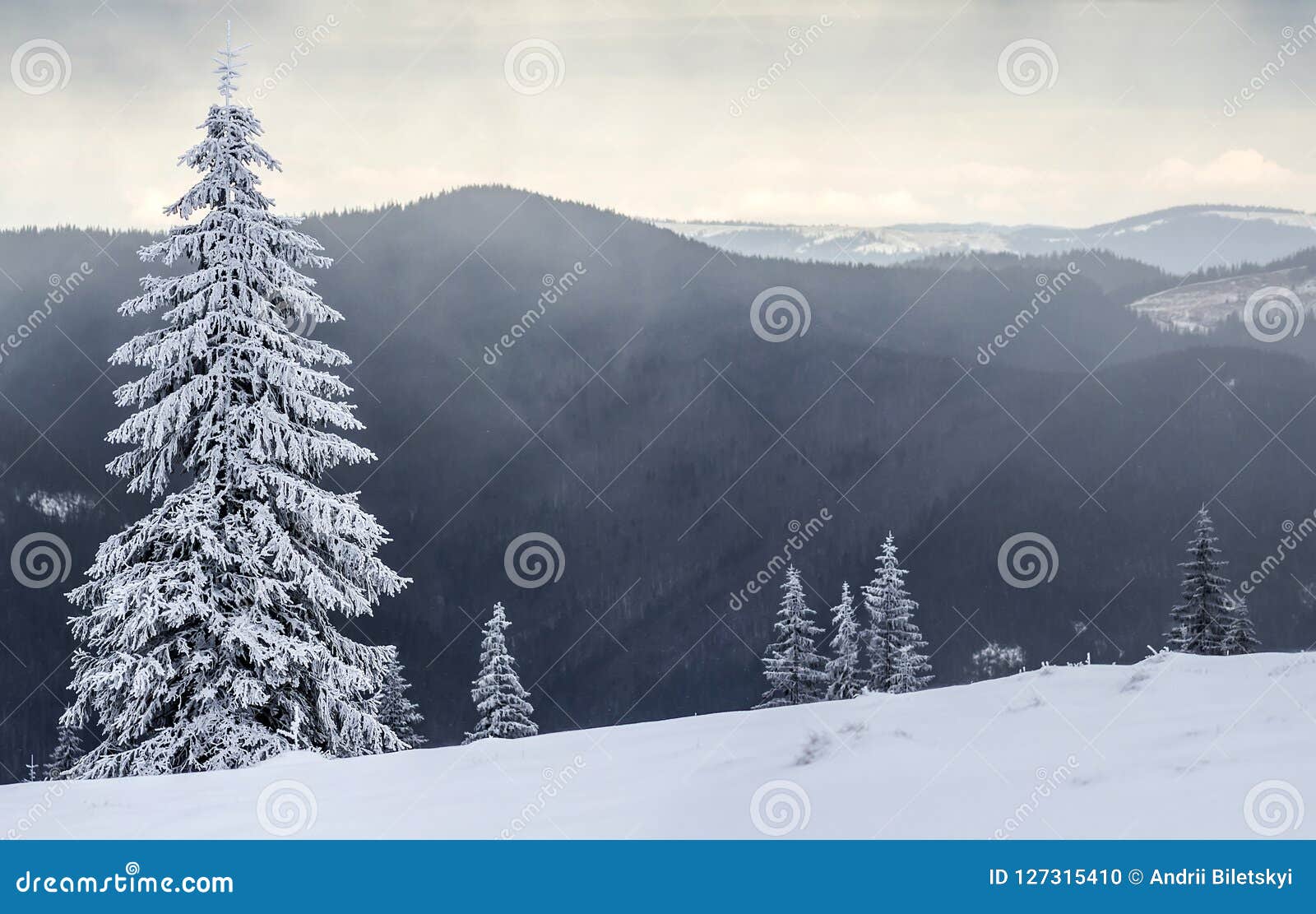 Winter Mountain Landscape with Snow Covered Pine Trees Stock Photo ...