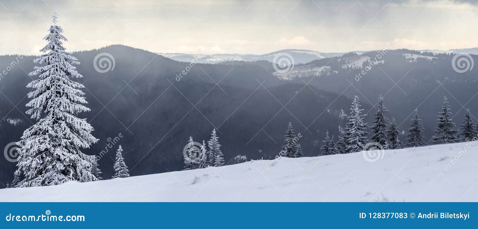 Winter Mountain Landscape with Snow Covered Pine Trees Stock Image ... Winter Mountain Landscape with Snow Covered Pine Trees Stock Image ...