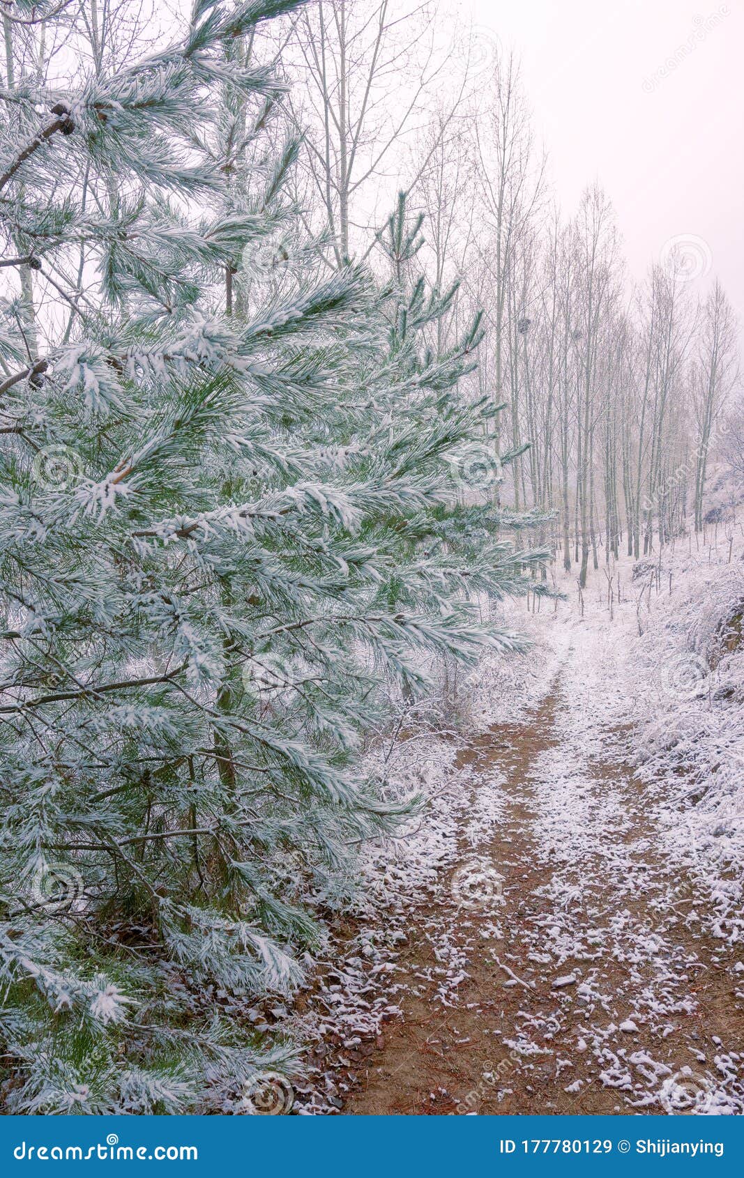 Winter mountain path stock image. Image of mountains - 177780129