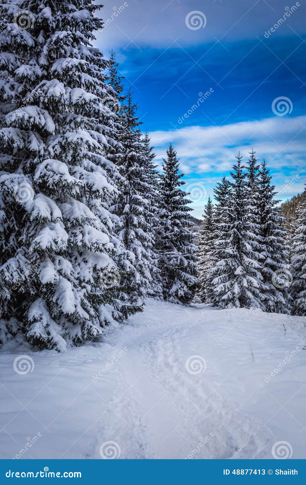 Winter Mountain Path in the Woods Stock Image - Image of natural ...