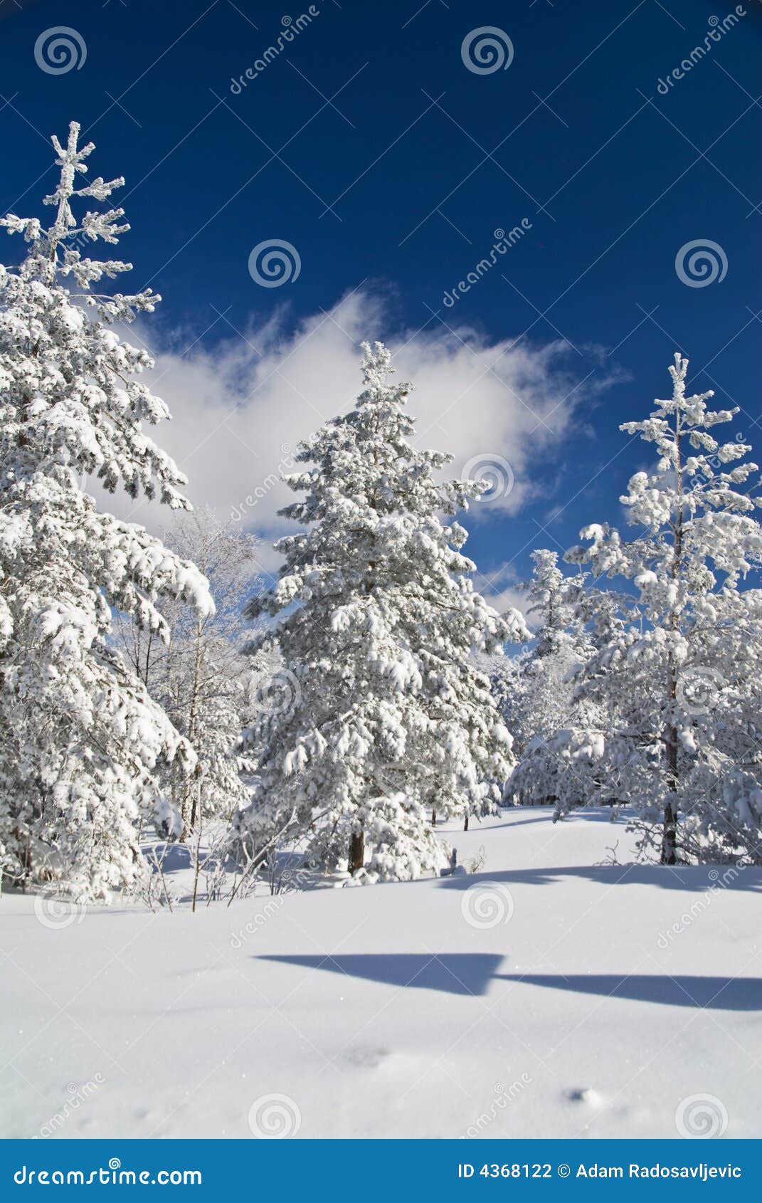 Winter Mountain Scene stock photo. Image of pine, color - 4368122