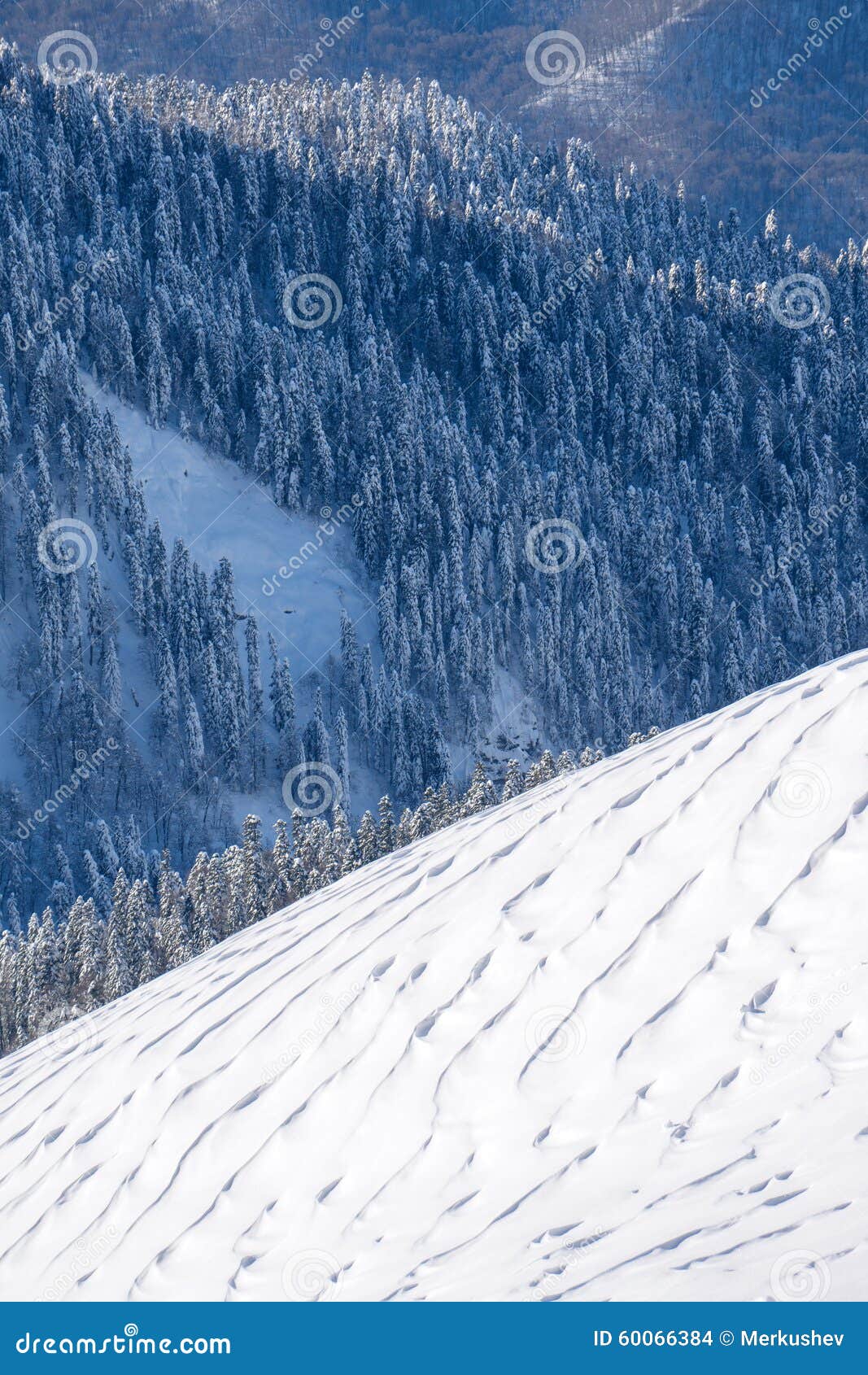 Winter Mountain Slope and Forest Stock Photo - Image of fresh, clean ...