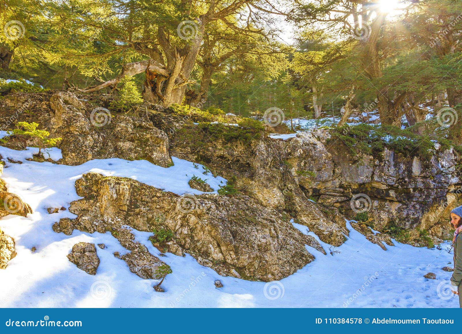 Tikejda editorial stock photo. Image of cedrus, forest - 110384578