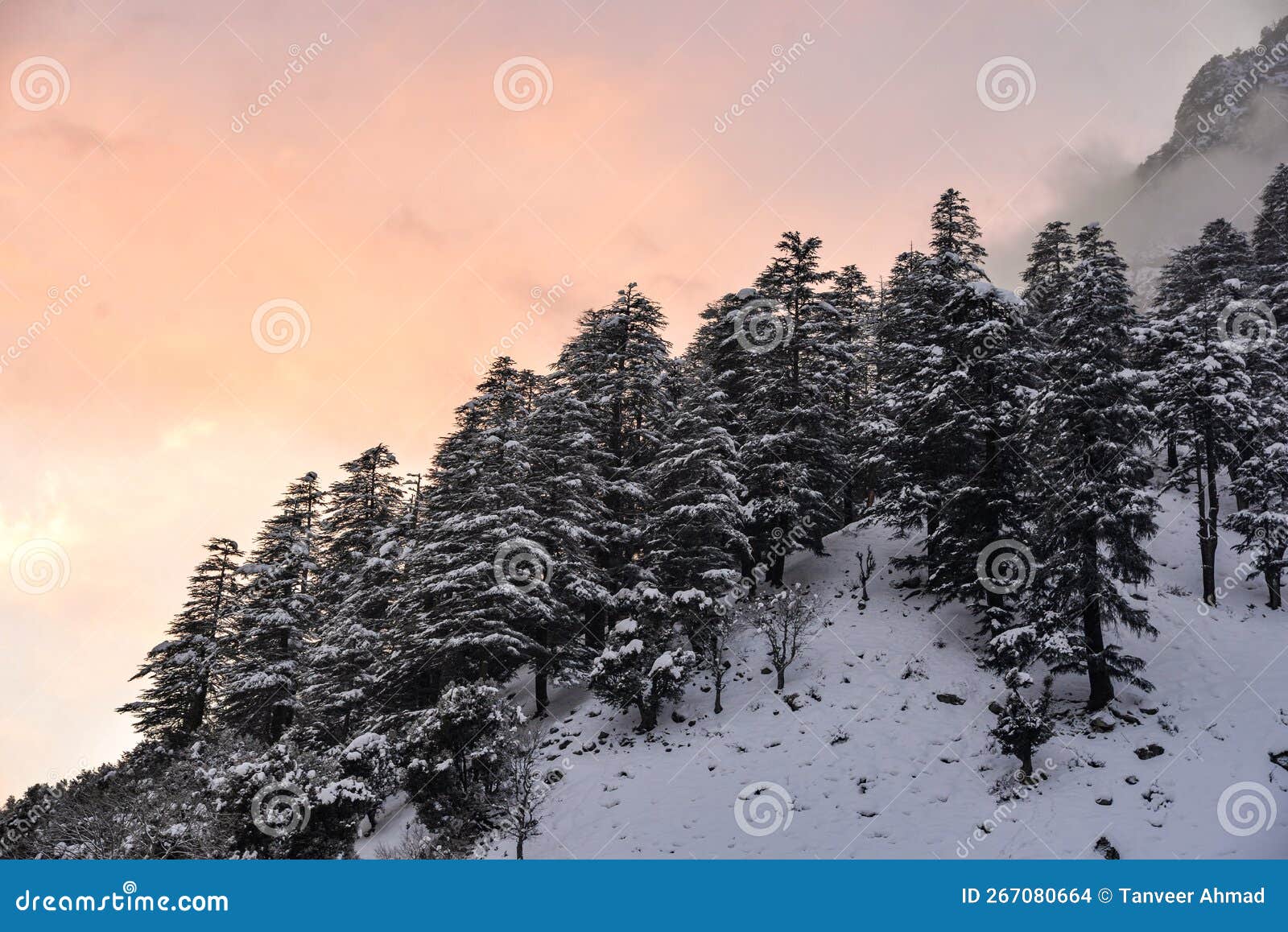Winter Mountain with Tree Full of Snowfall with Golden Hour Sky ...
