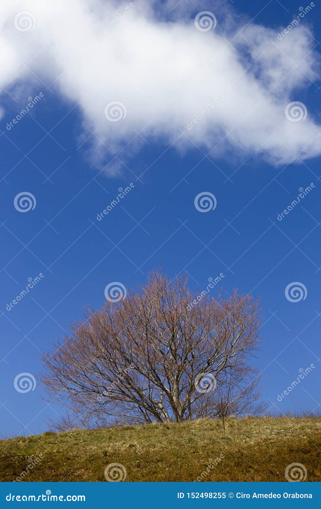 Winter mountain trees stock image. Image of mountain - 152498255