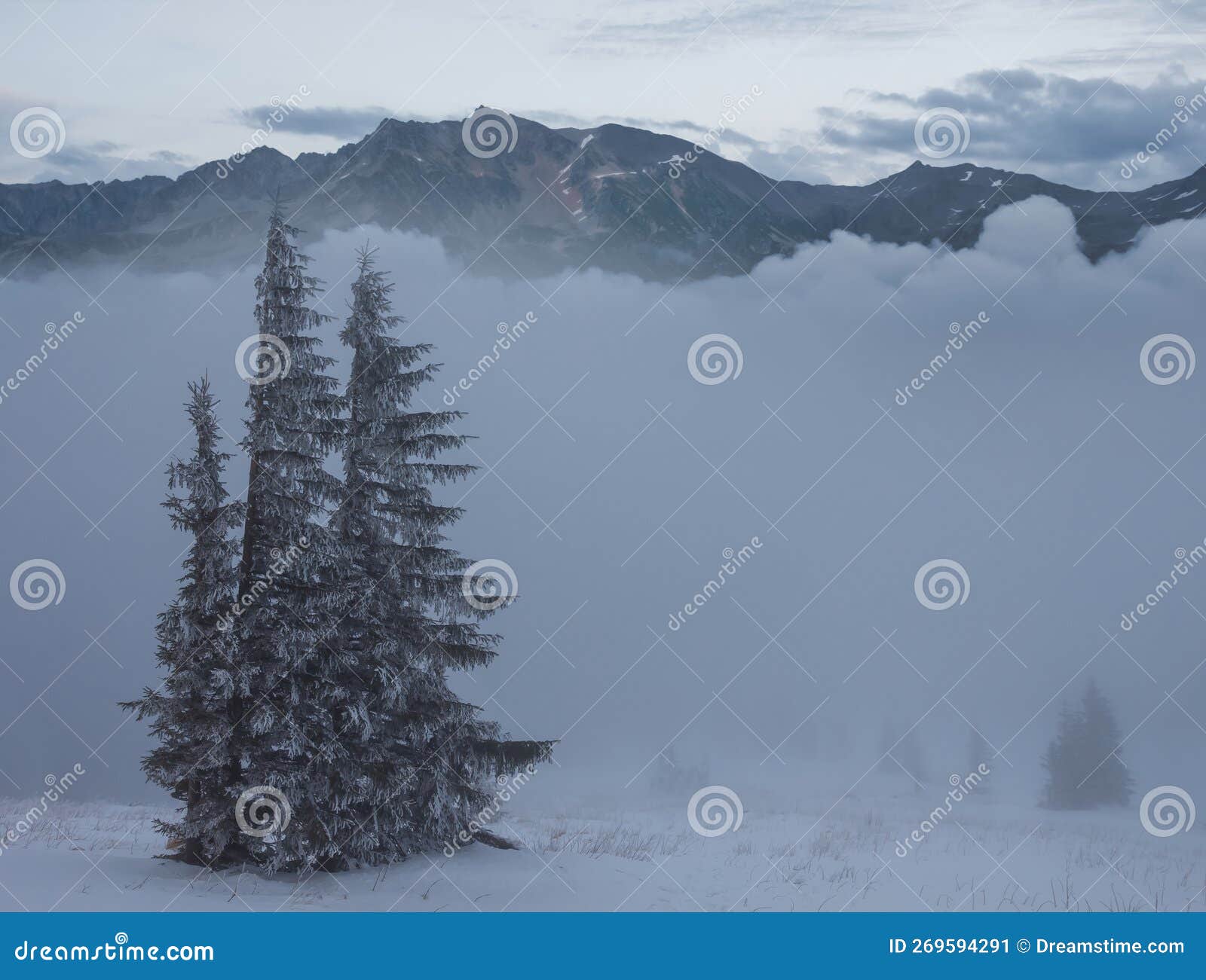 Winter Mountain Valley in Dense Mist Stock Image - Image of forest ...