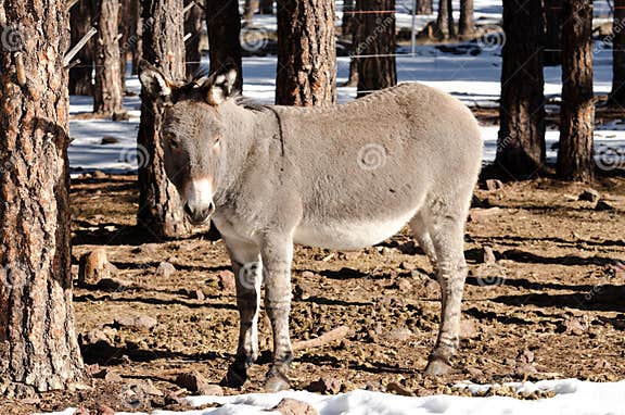 Winter Mule stock image. Image of tree, mule, outdoors - 22626633