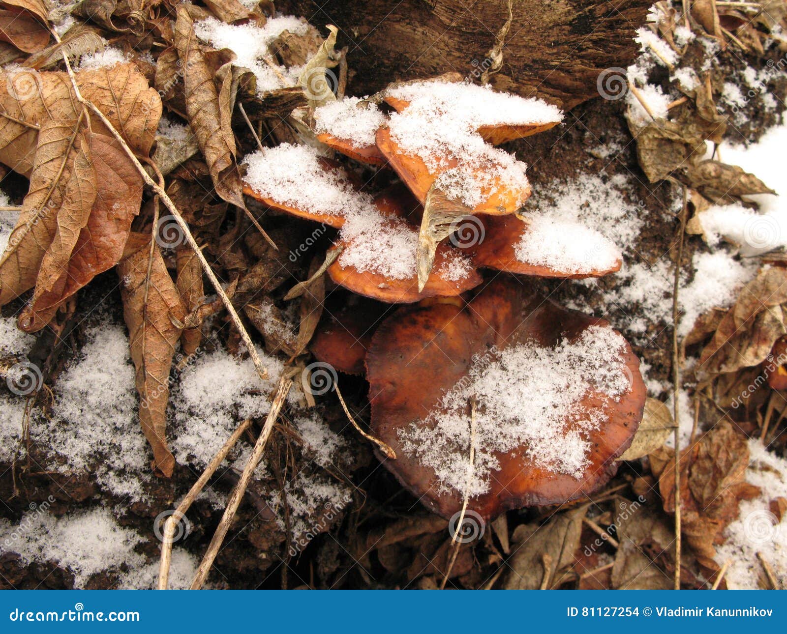 Winter Mushrooms and White Snow Stock Photo - Image of december, view ...