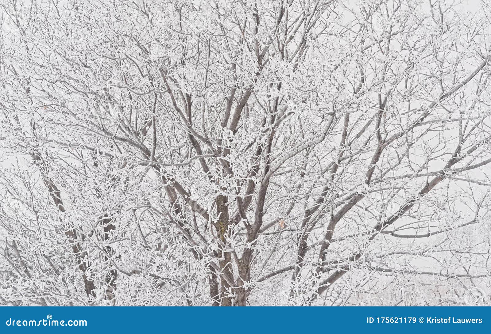 Ice Covered Bare Maple Tree Branches in Winter Stock Image - Image of ...