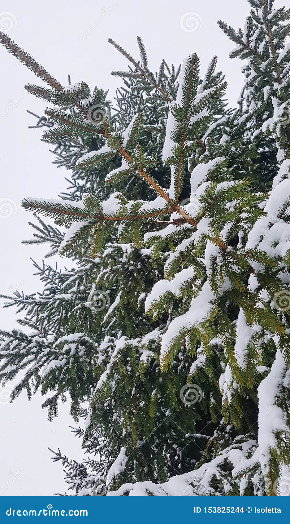 Winter Nature. Spruce Trees in Snowfall Stock Photo - Image of weather ...