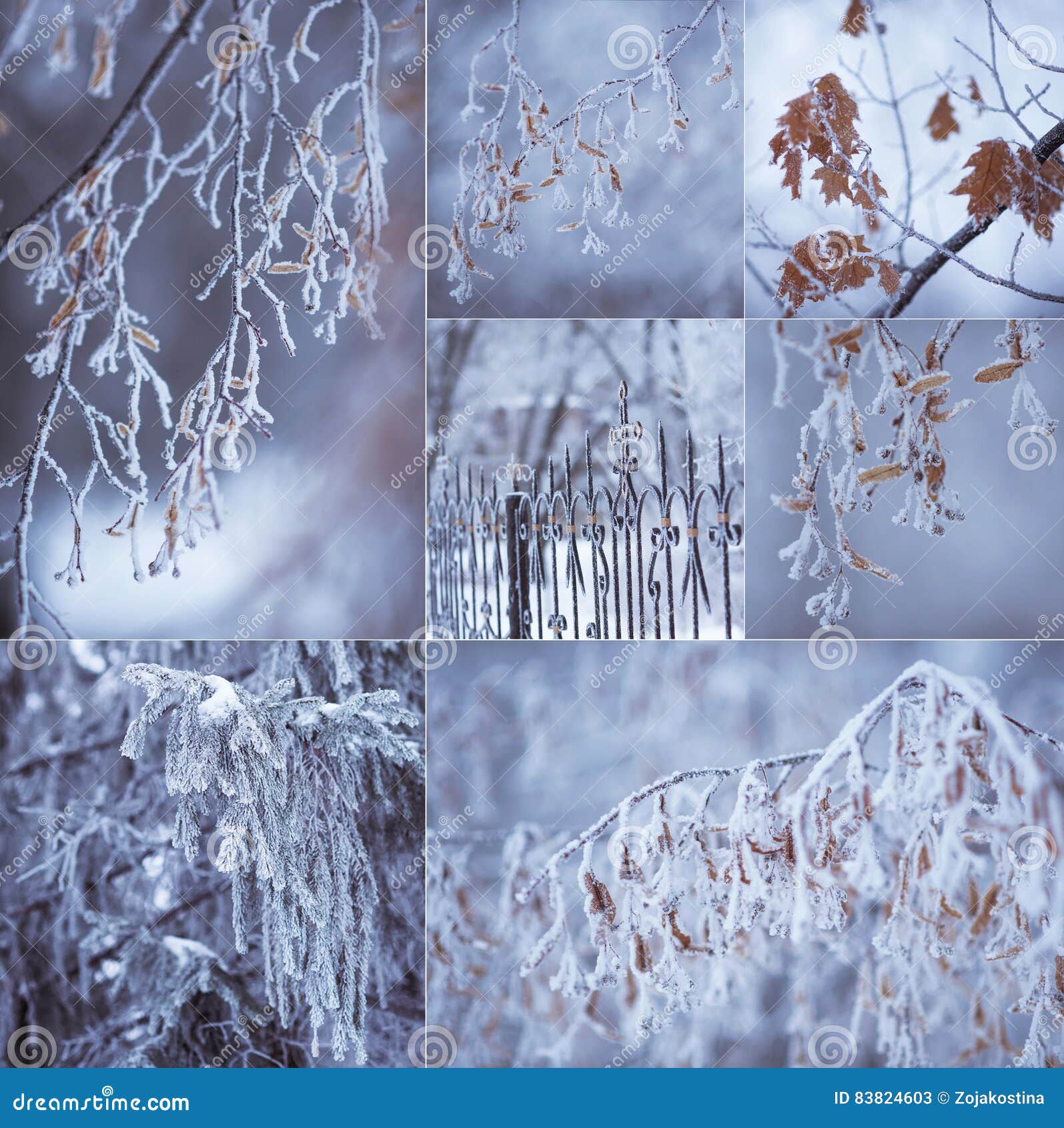 Winter Nature Details Collage Stock Image - Image of frost, season ...