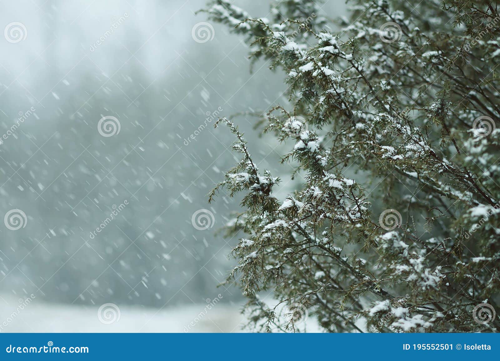 Winter Nature Details in Countryside. Juniper Branches in Snow Stock ...