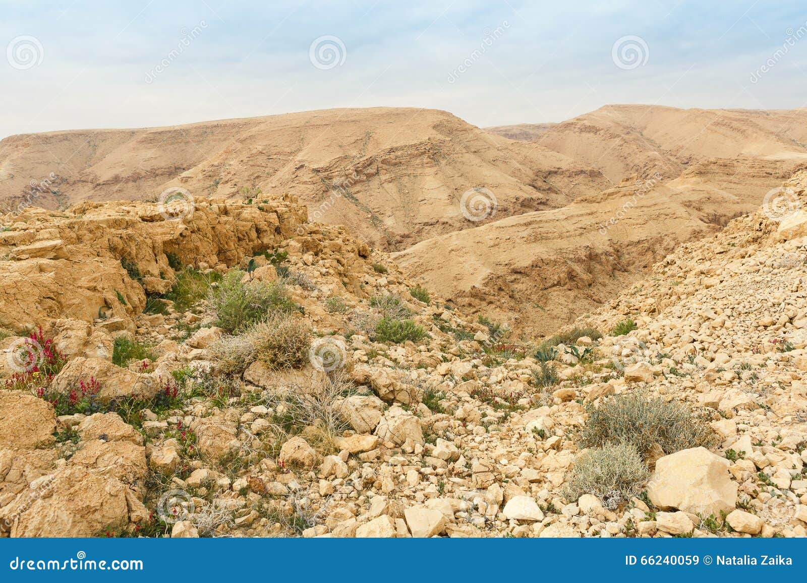 Winter Negev desert stock image. Image of life, beauty - 66240059