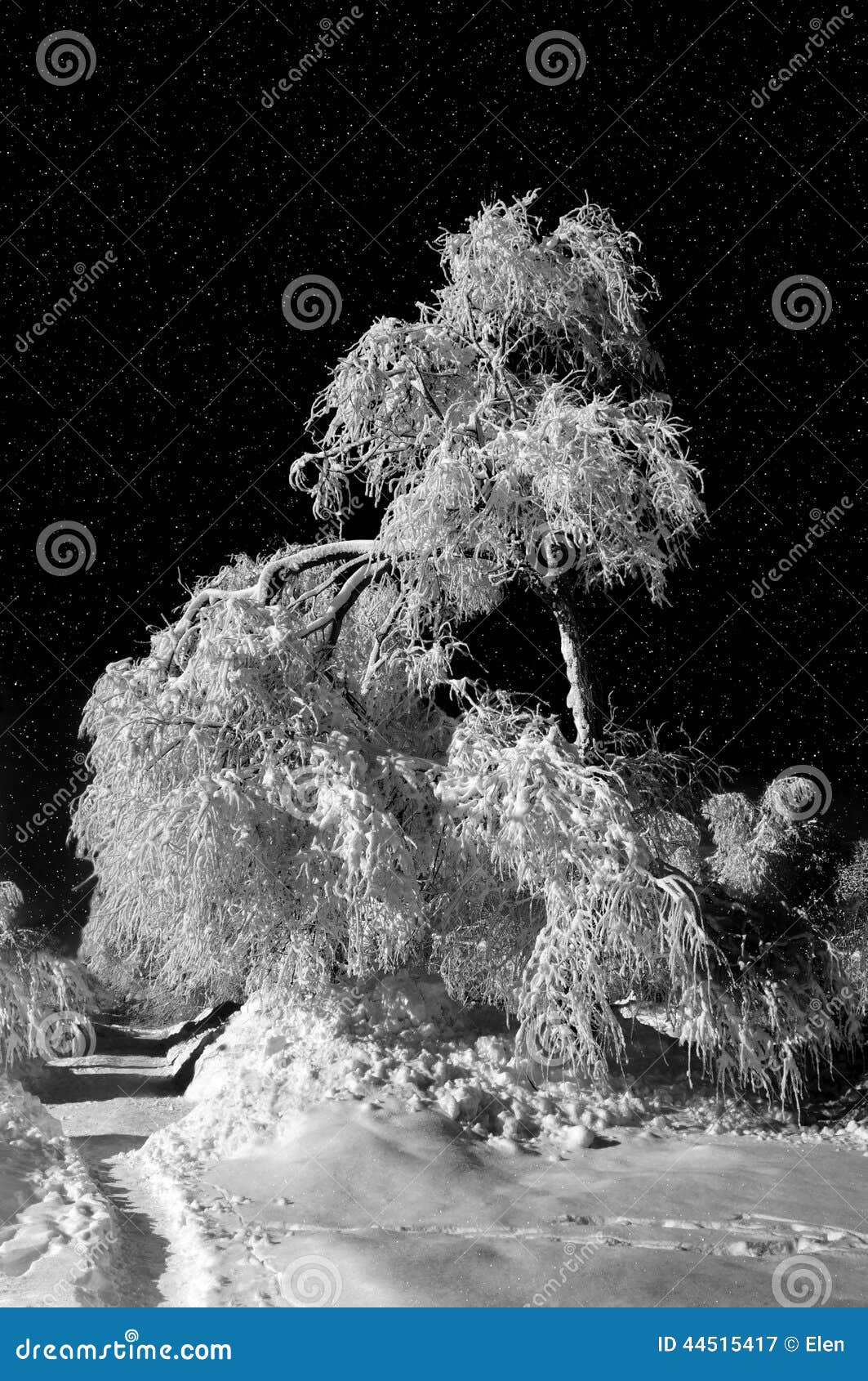 Winter Night and Frosty Tree Stock Image - Image of heaven, cold: 44515417