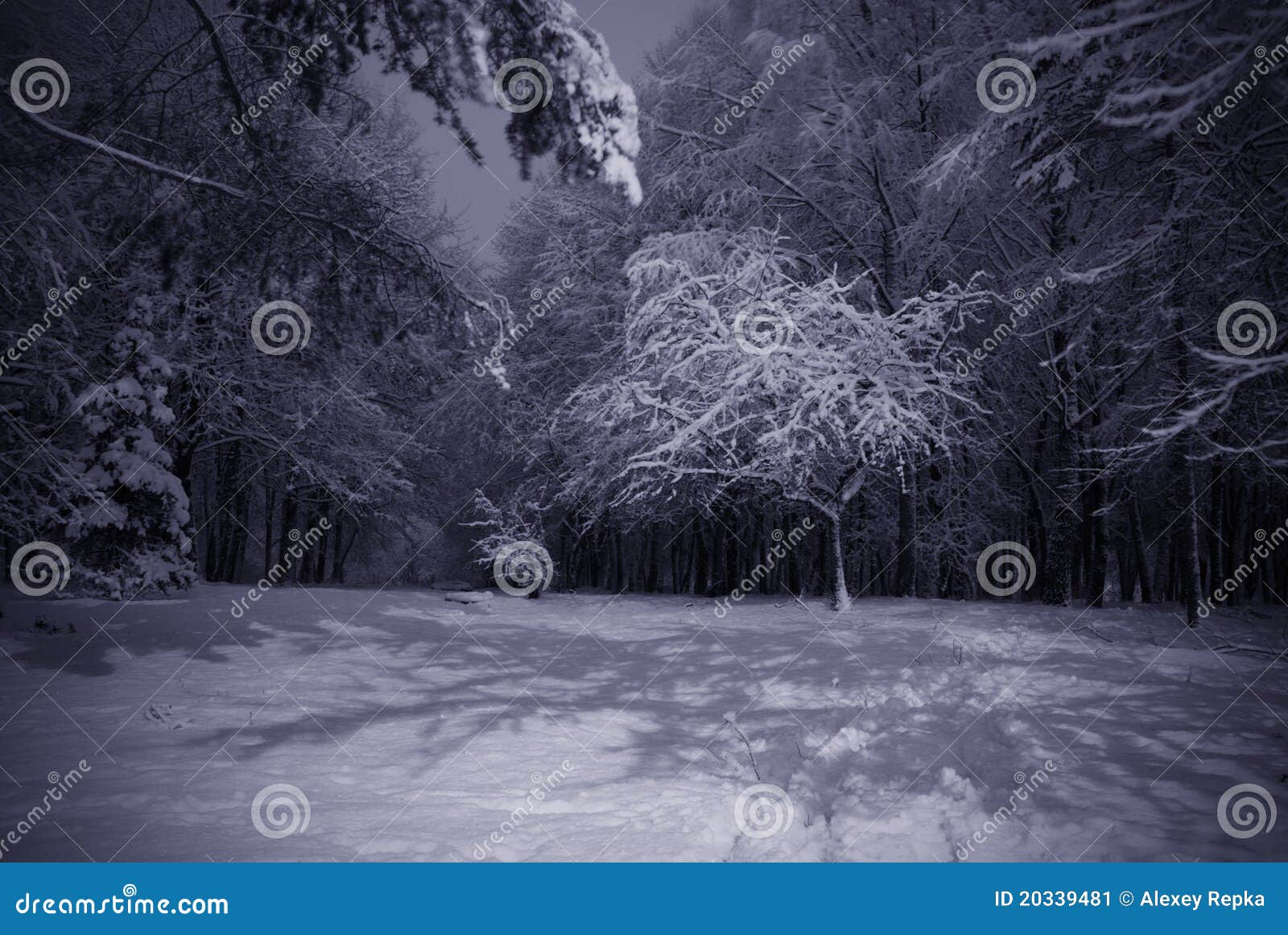 Winter night landscape stock image. Image of holiday - 20339481