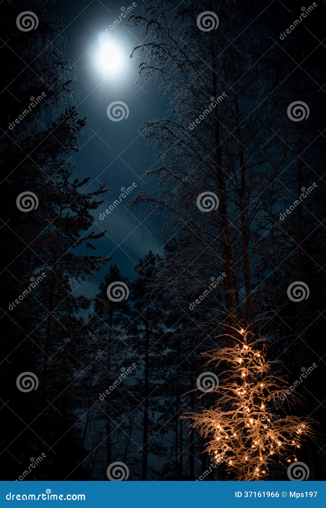 Winter night lights stock photo. Image of light, moonlit - 37161966