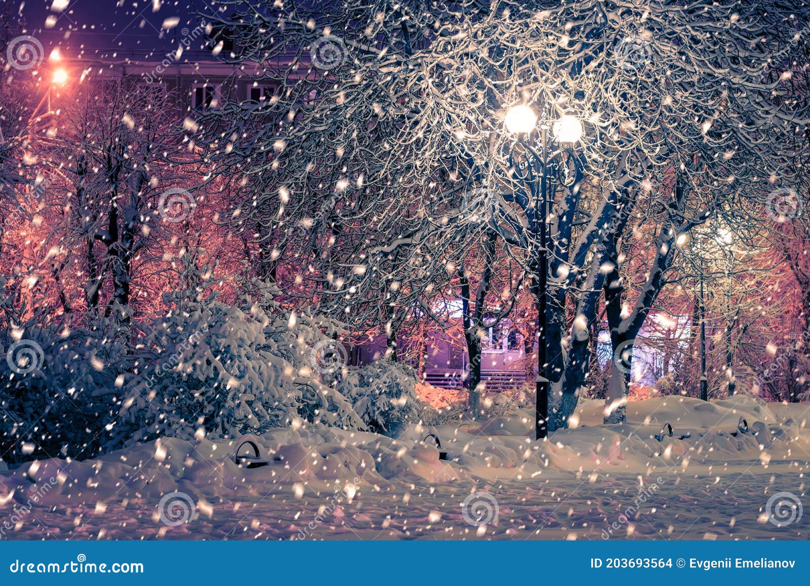 Winter Night Park with Lanterns, Pavement and Trees Covered with Snow ...