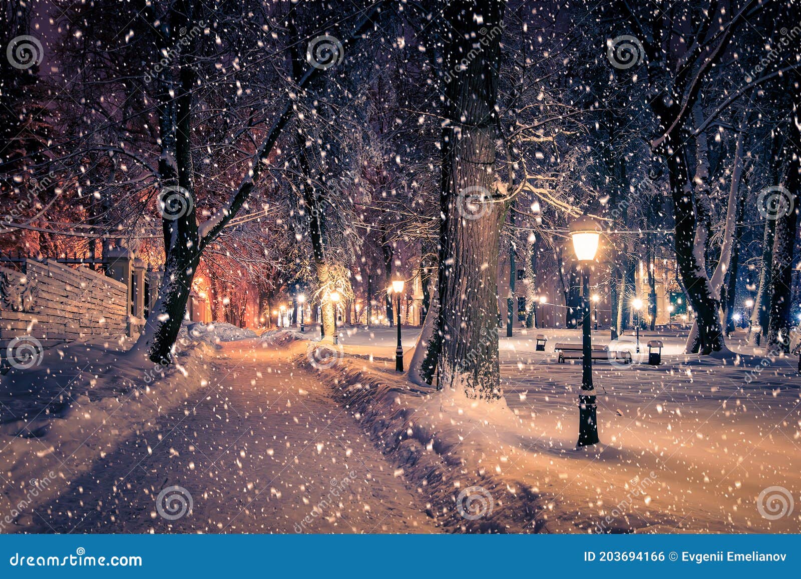 Winter Night Park with Lanterns, Pavement and Trees Covered with Snow ...