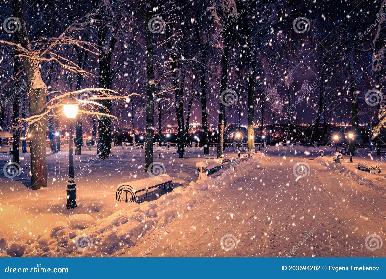 Winter Night Park with Lanterns, Pavement and Trees Covered with Snow ...