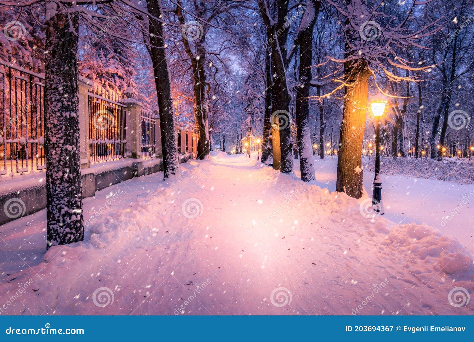 Winter Night Park with Lanterns, Pavement and Trees Covered with Snow ...