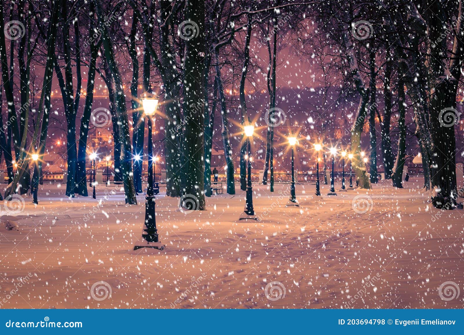 Winter Night Park with Lanterns, Pavement and Trees Covered with Snow ...