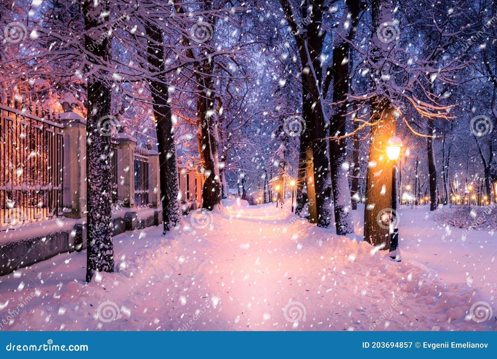 Winter Night Park with Lanterns, Pavement and Trees Covered with Snow ...
