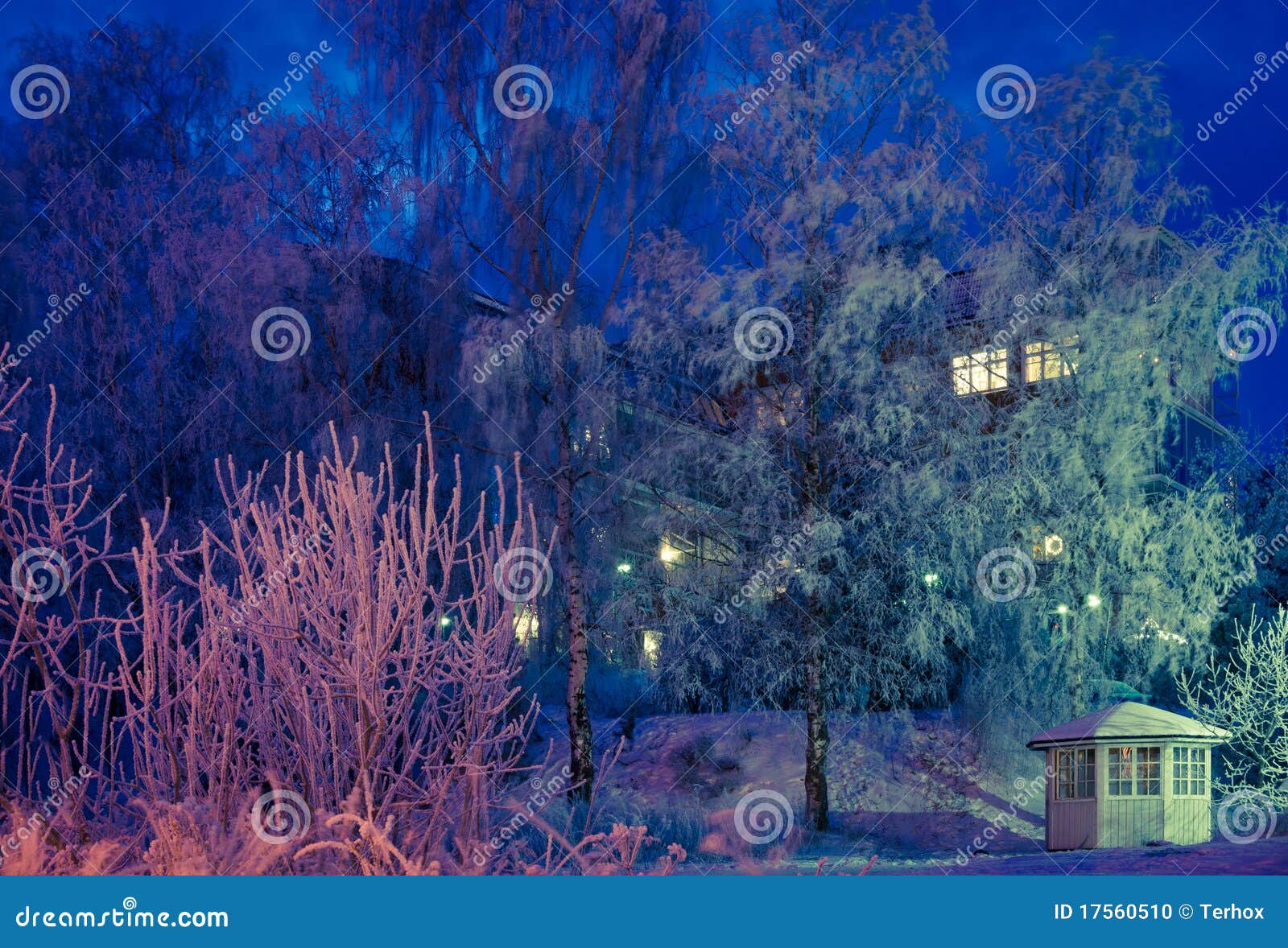 Winter night scene stock photo. Image of night, branch - 17560510
