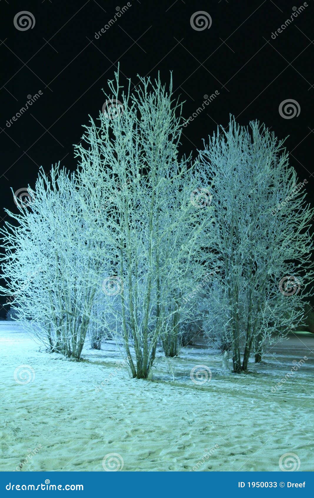Winter night scene stock image. Image of frozen, frosty - 1950033