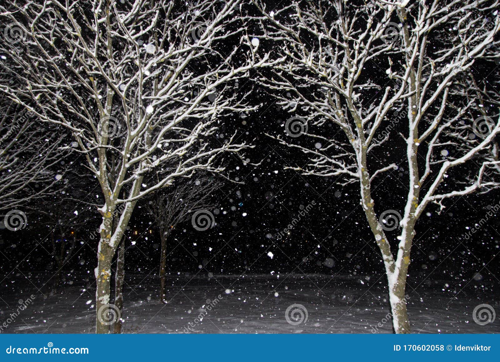 Winter Night with Snow Falling. Snowfall, Trees Covered Snow Stock ...