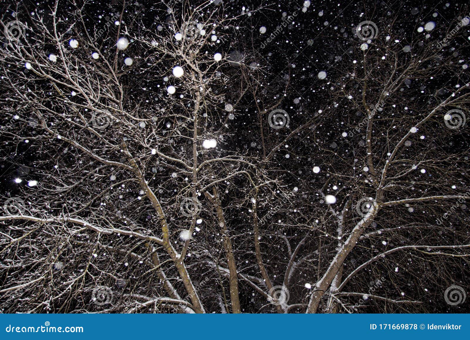 Falling Snow, Snowfall, Winter Night. Tree`s Branches in Snow Stock ...