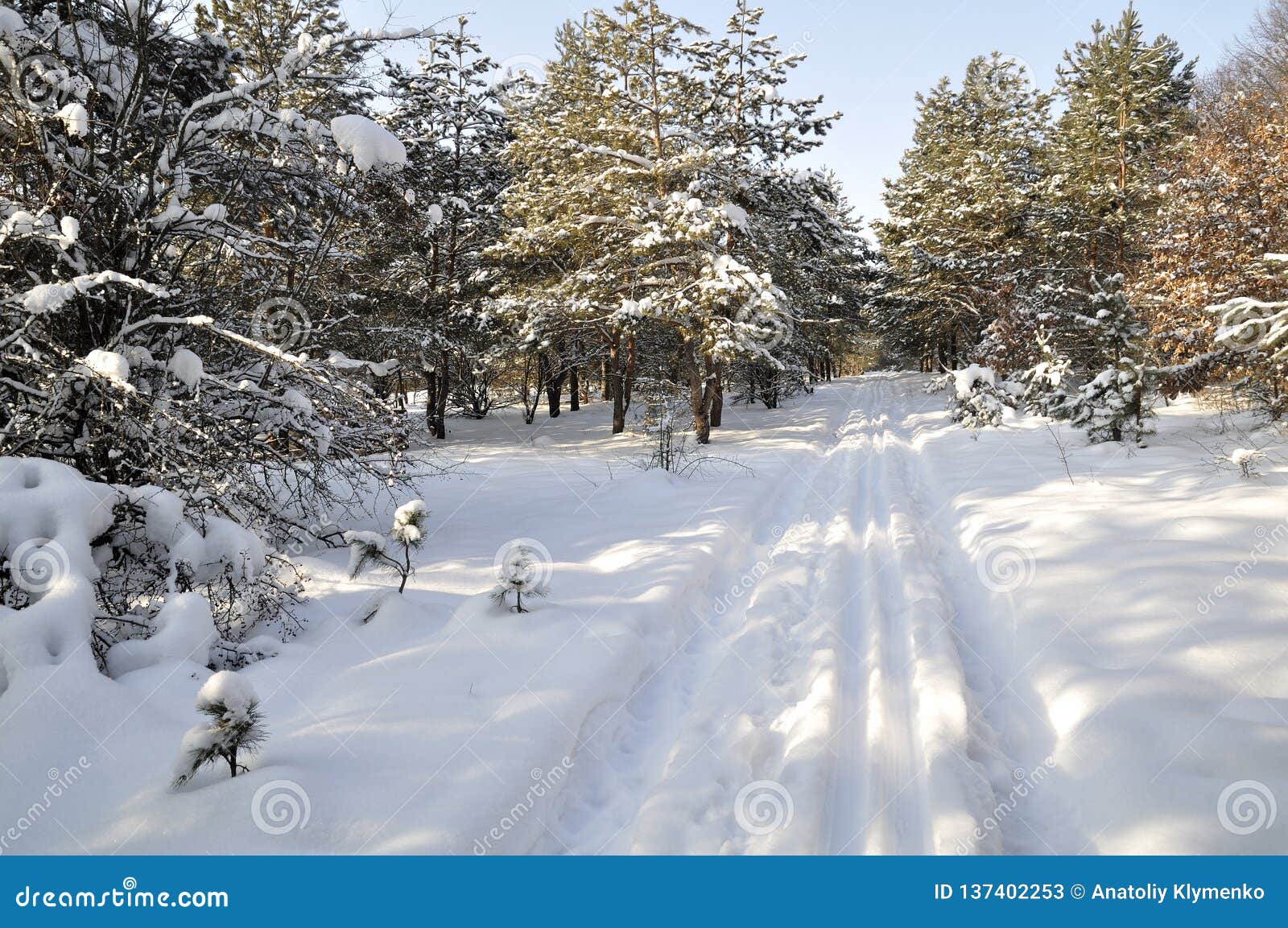 Winter in Northern Ukraine stock image. Image of snow - 137402253