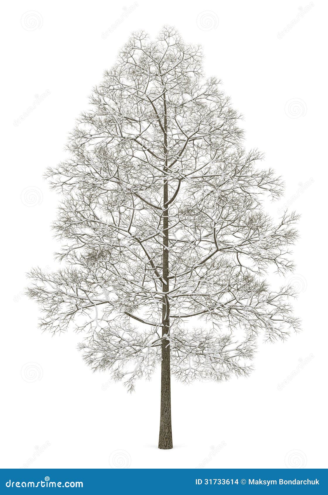 Norway Maple Acer Platanoides Leaf. Ink Black And White Doodle Drawing ...