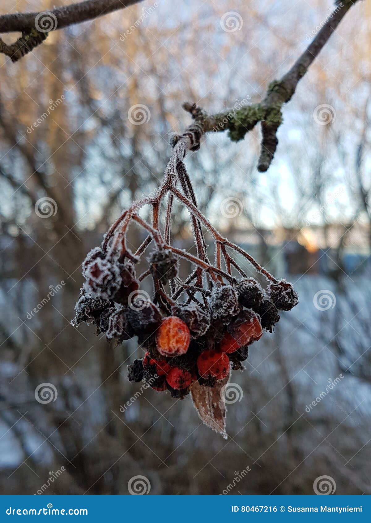 Winter stock photo. Image of sweden, november, winter - 80467216