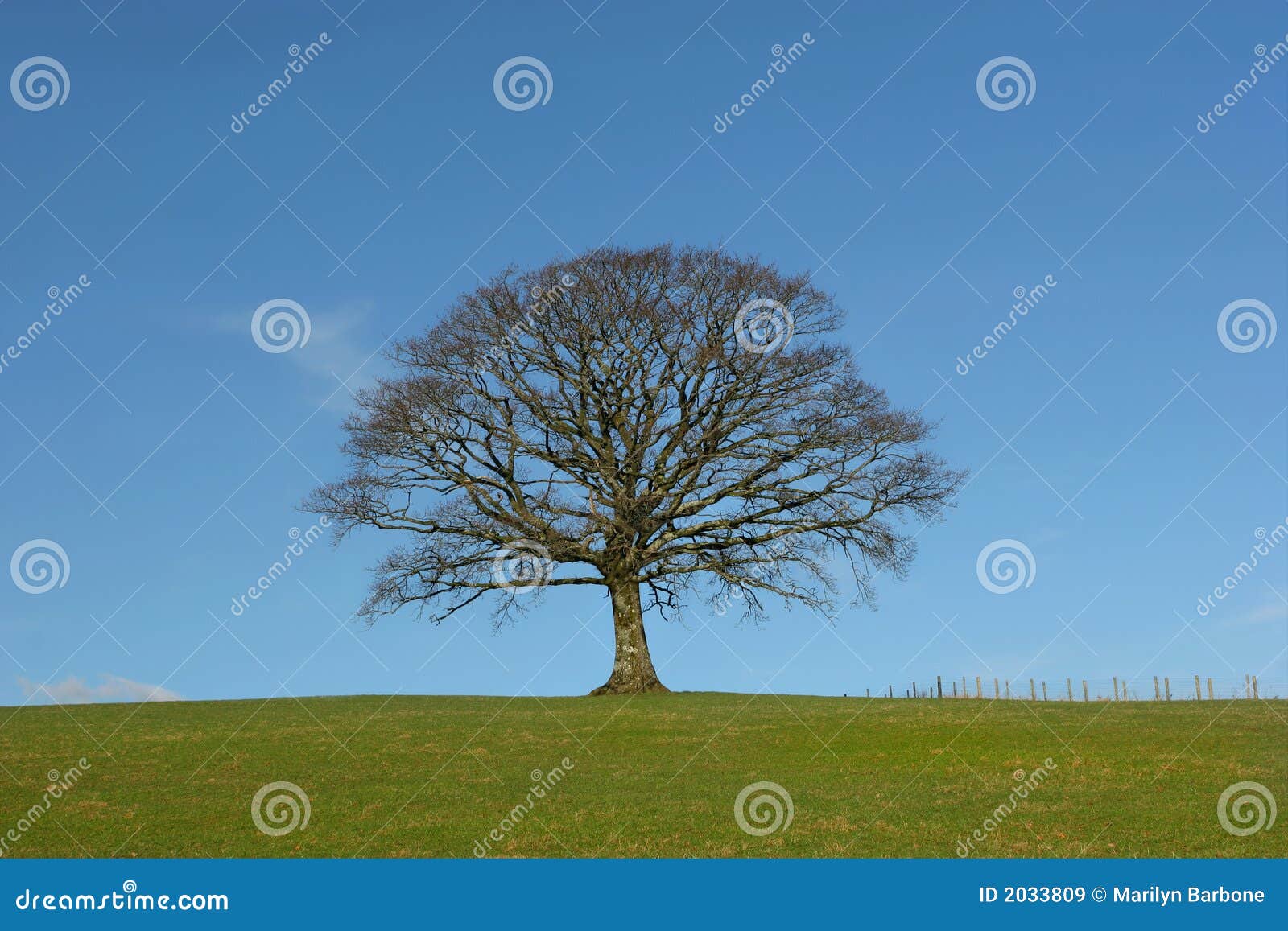 The Winter Oak stock image. Image of agricultural, emptiness - 2033809