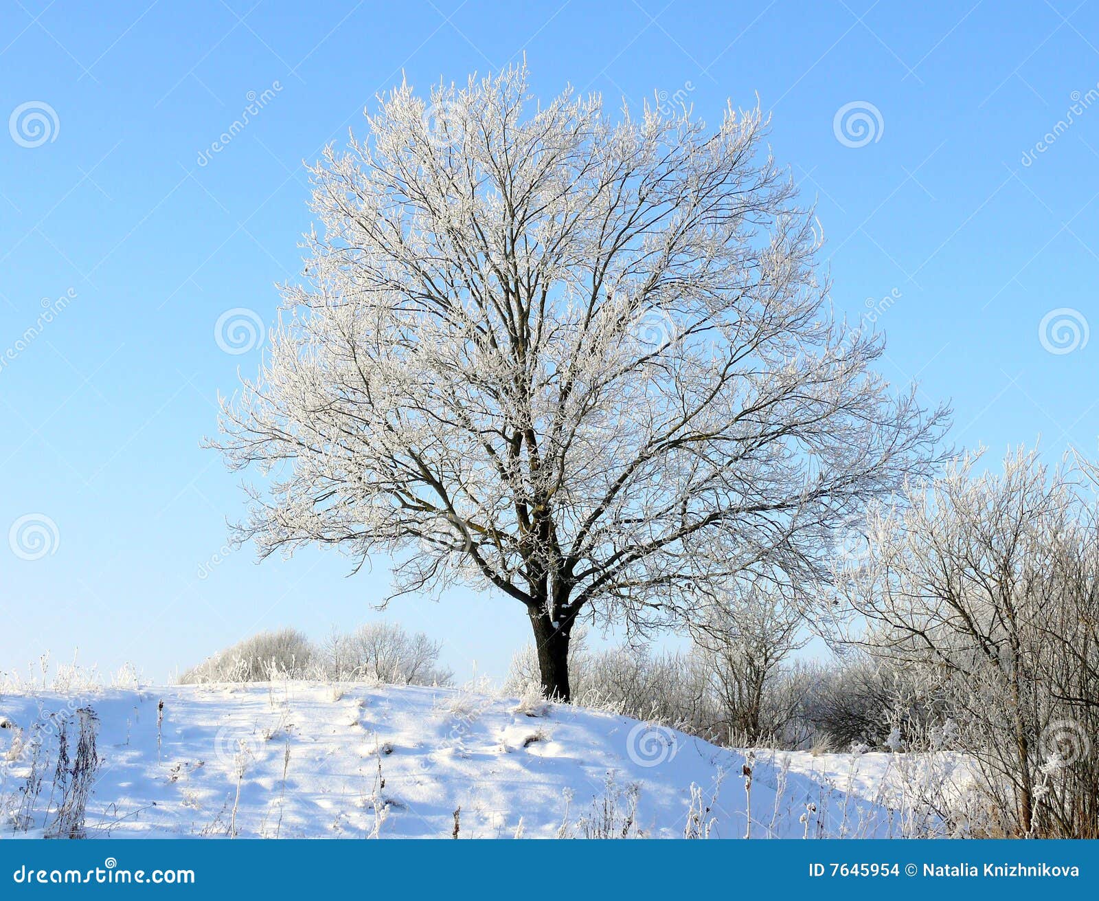 Winter oak stock photo. Image of winter, nature, tree - 7645954