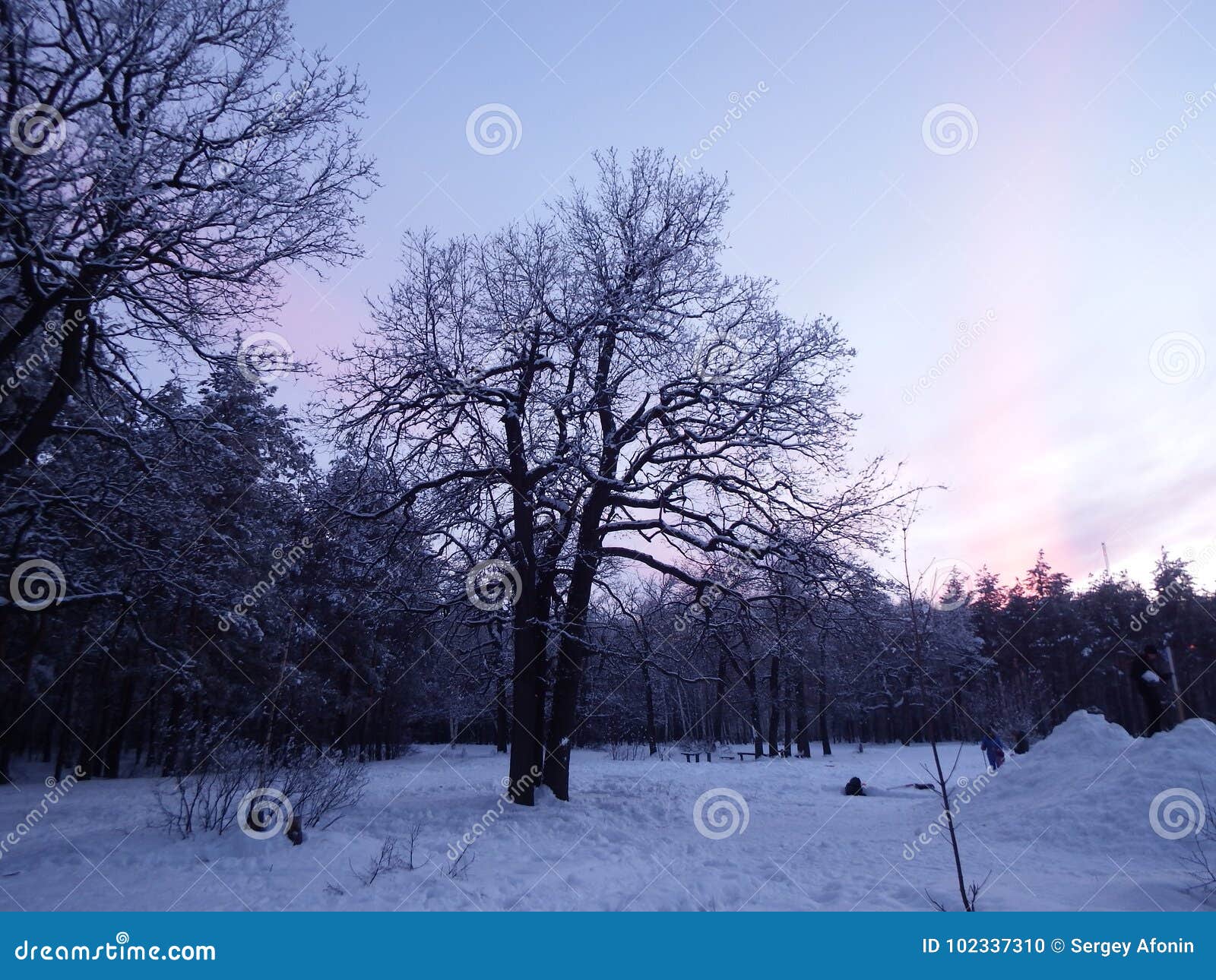 Winter oak stock photo. Image of forest, winter, wood - 102337310